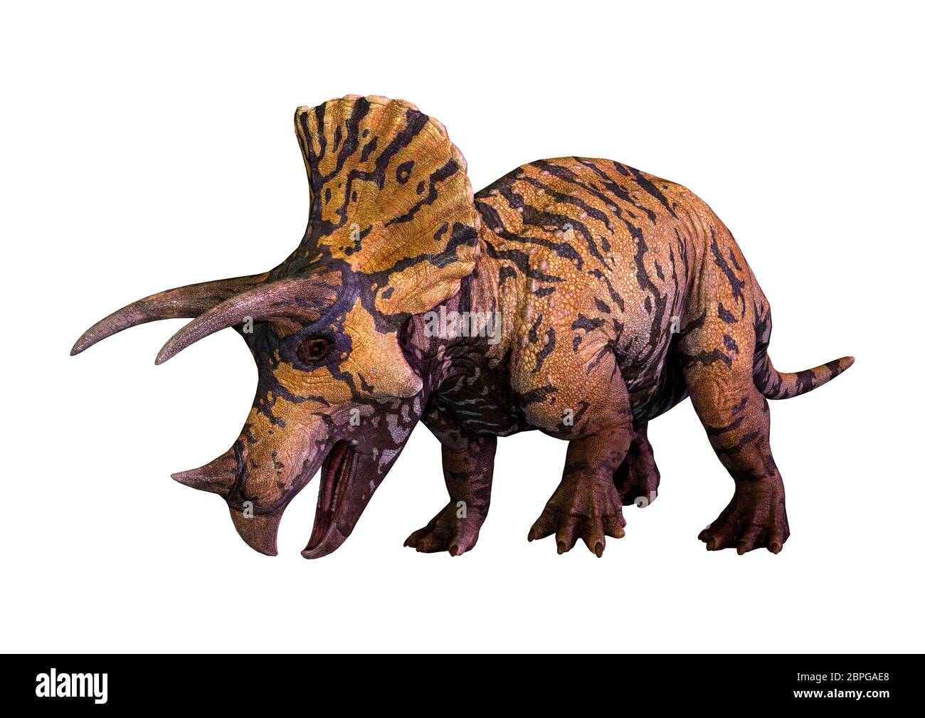 3D rendering of a dinosaur Triceratops isolated on white background ...