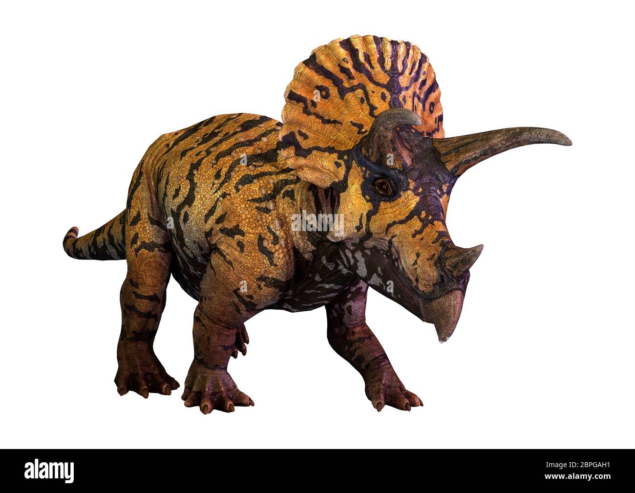 3D rendering of a dinosaur Triceratops isolated on white background ...