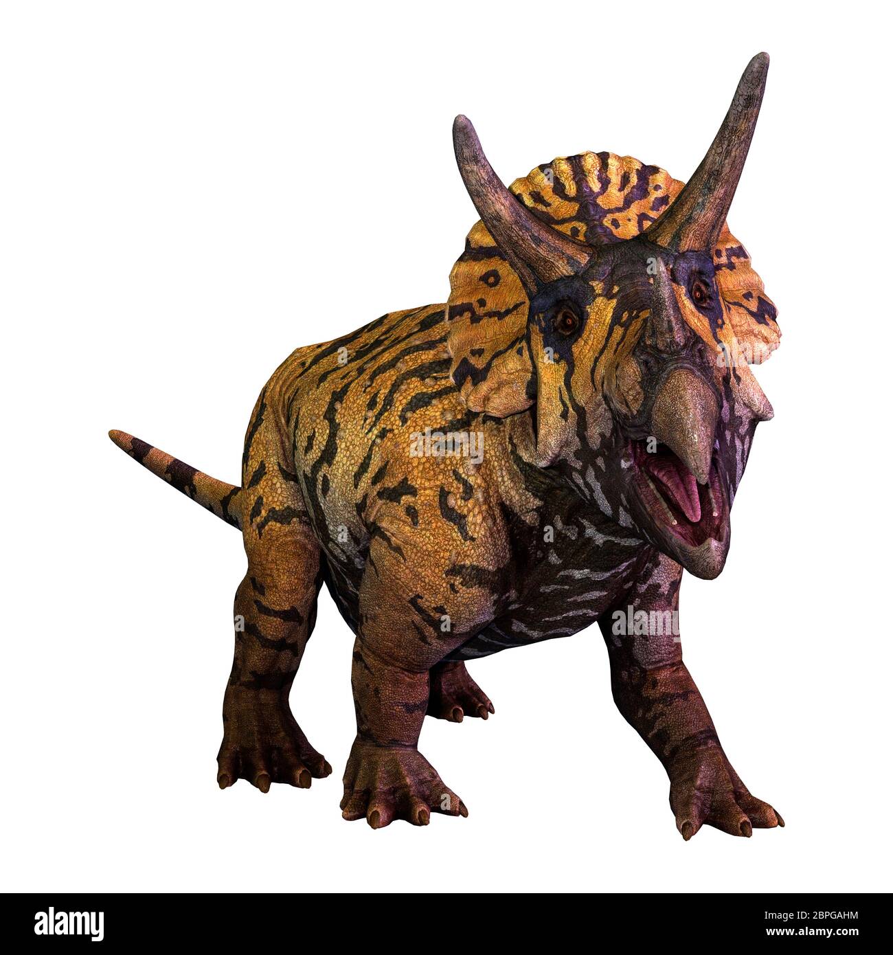 3D rendering of a dinosaur Triceratops isolated on white background ...