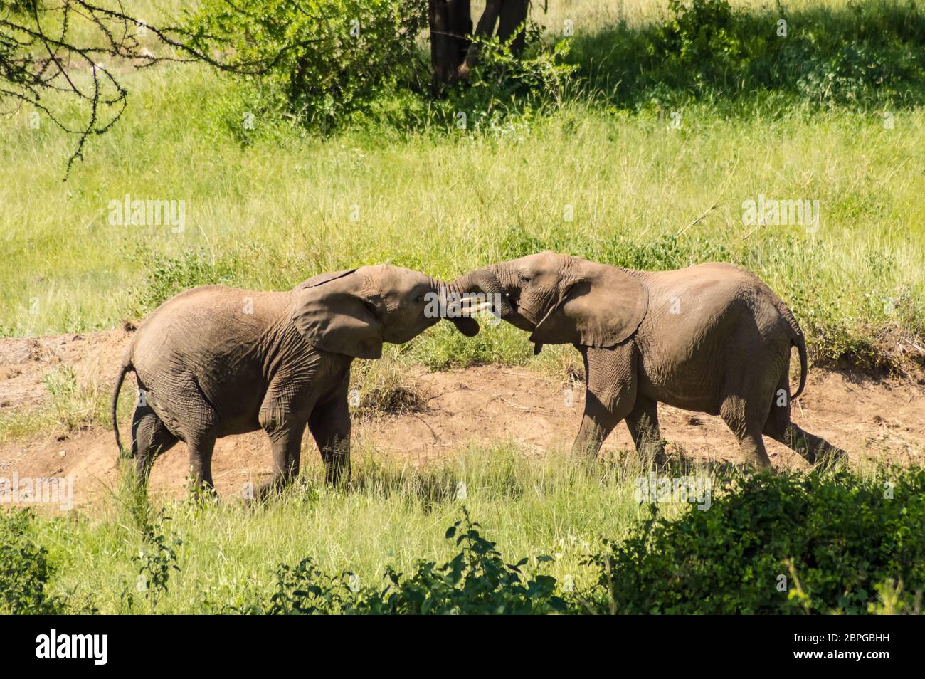 Two elephants playing with their horns face to face in Samburu Park in ...