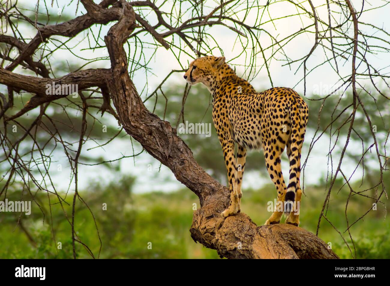 Central cheetahs hi-res stock photography and images - Alamy