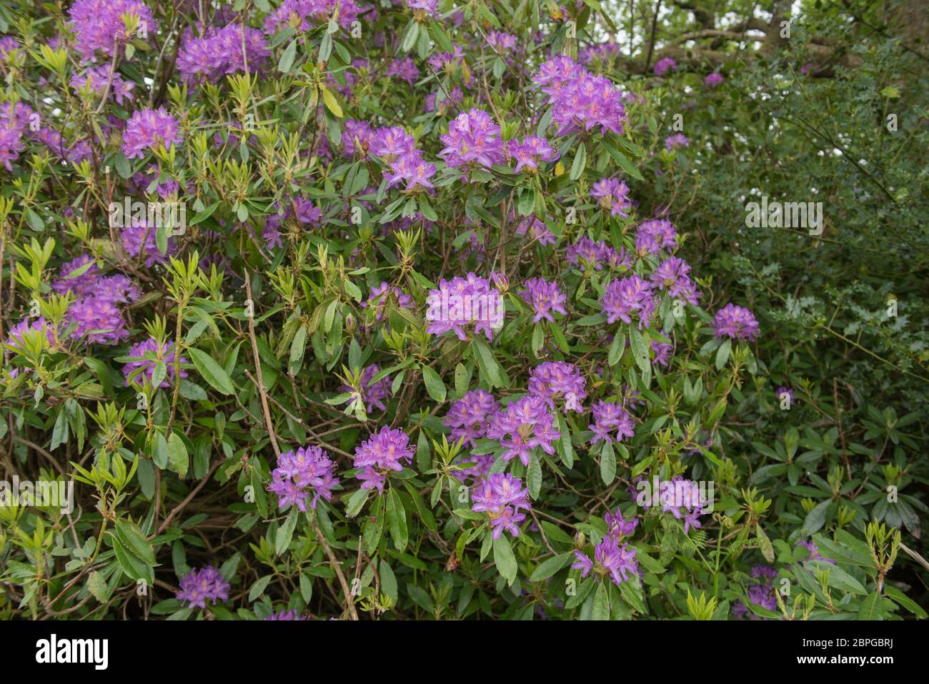 Spring Flowers of the Invasive Wild Common or Pontic Rhododendron Shrub ...