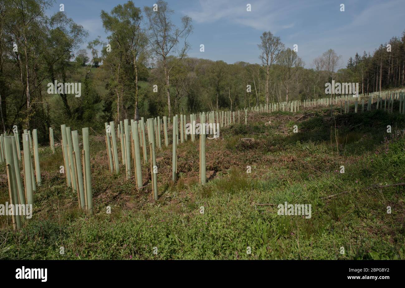 Plantation of Newly Planted Trees Supported by Wooden Stakes and ...