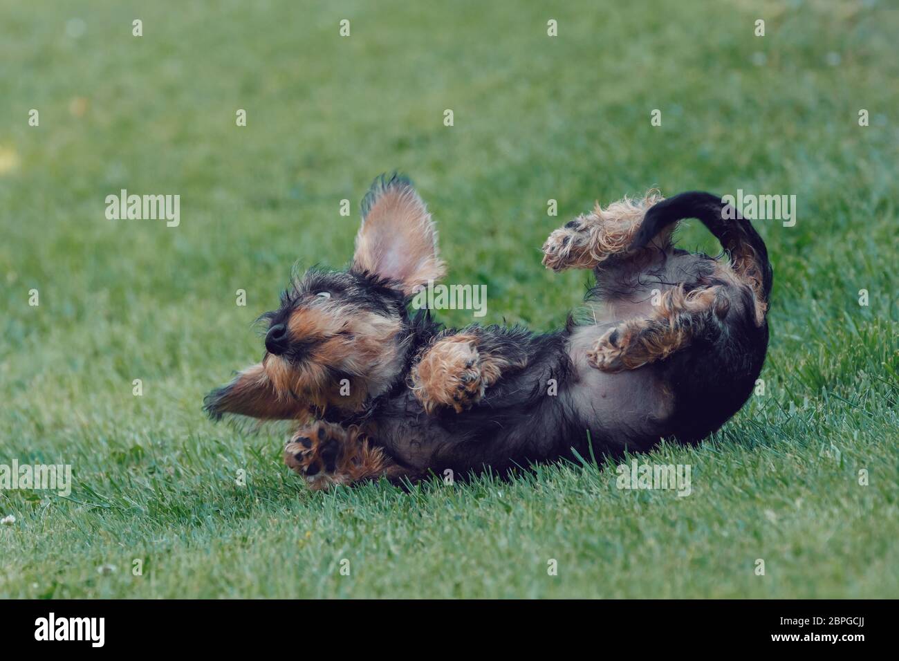 cute female of brown dwarf dachshund, purebred breeding dog in grass ...