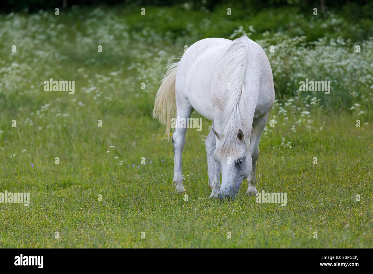 white horse grazing in a spring grass meadow pasture on farm, rural ...
