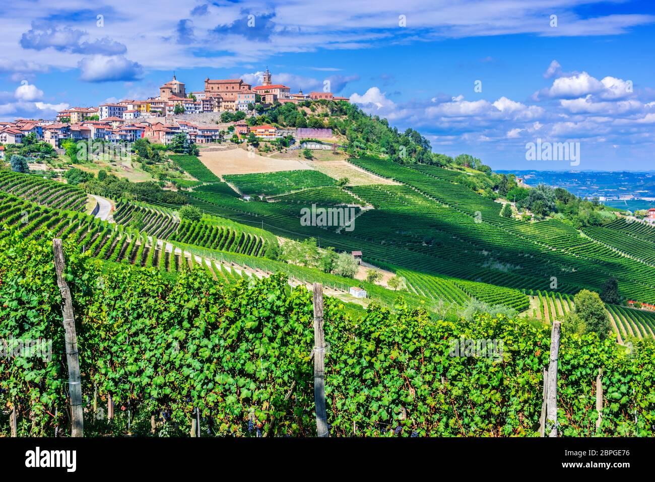 La morra comune hi-res stock photography and images - Alamy