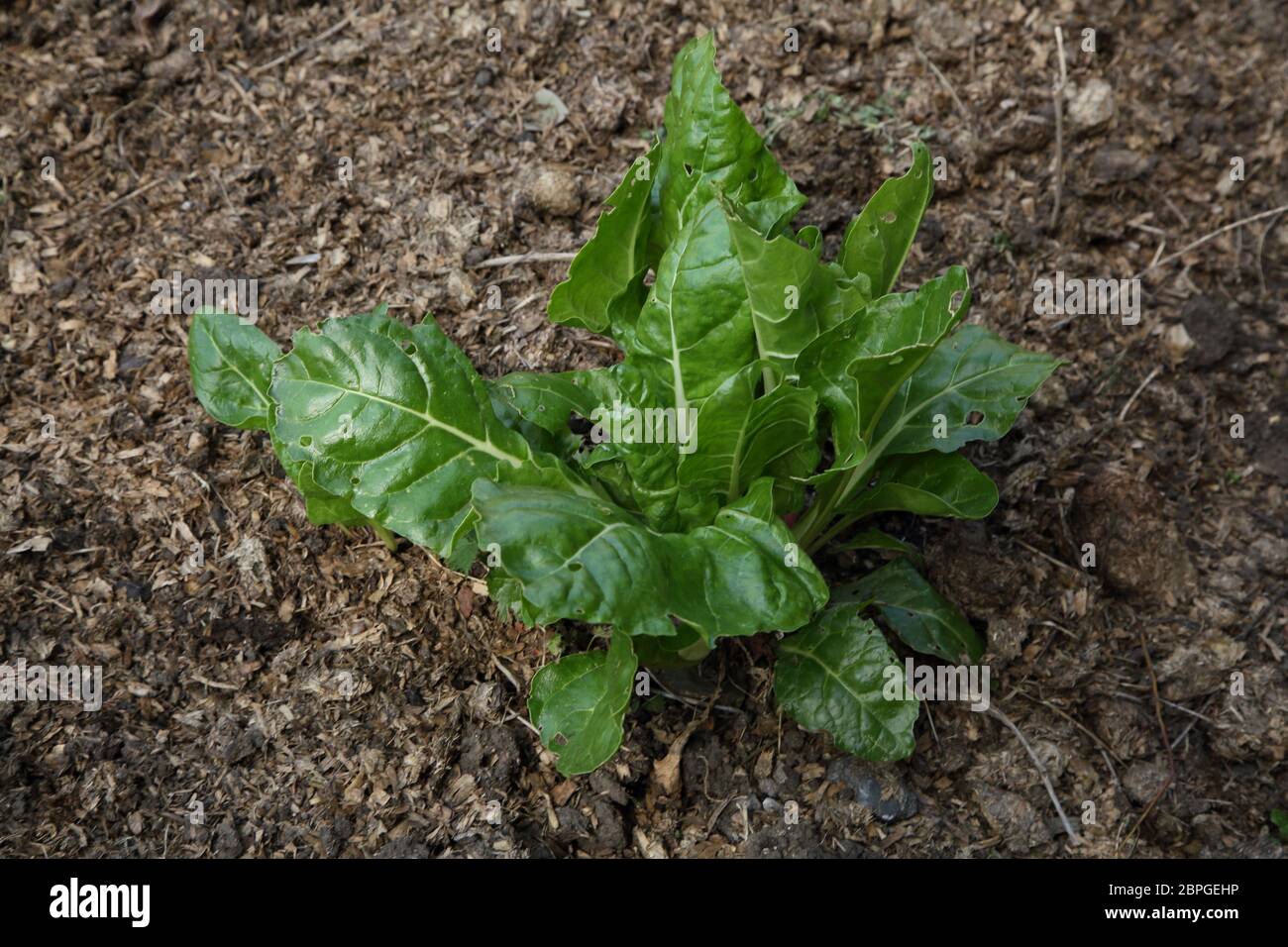 White Swiss Chard 'Fordhook Giant' (Beta vulgaris Stock Photo - Alamy