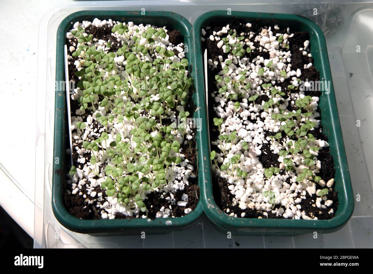 Perlite hi-res stock photography and images - Alamy