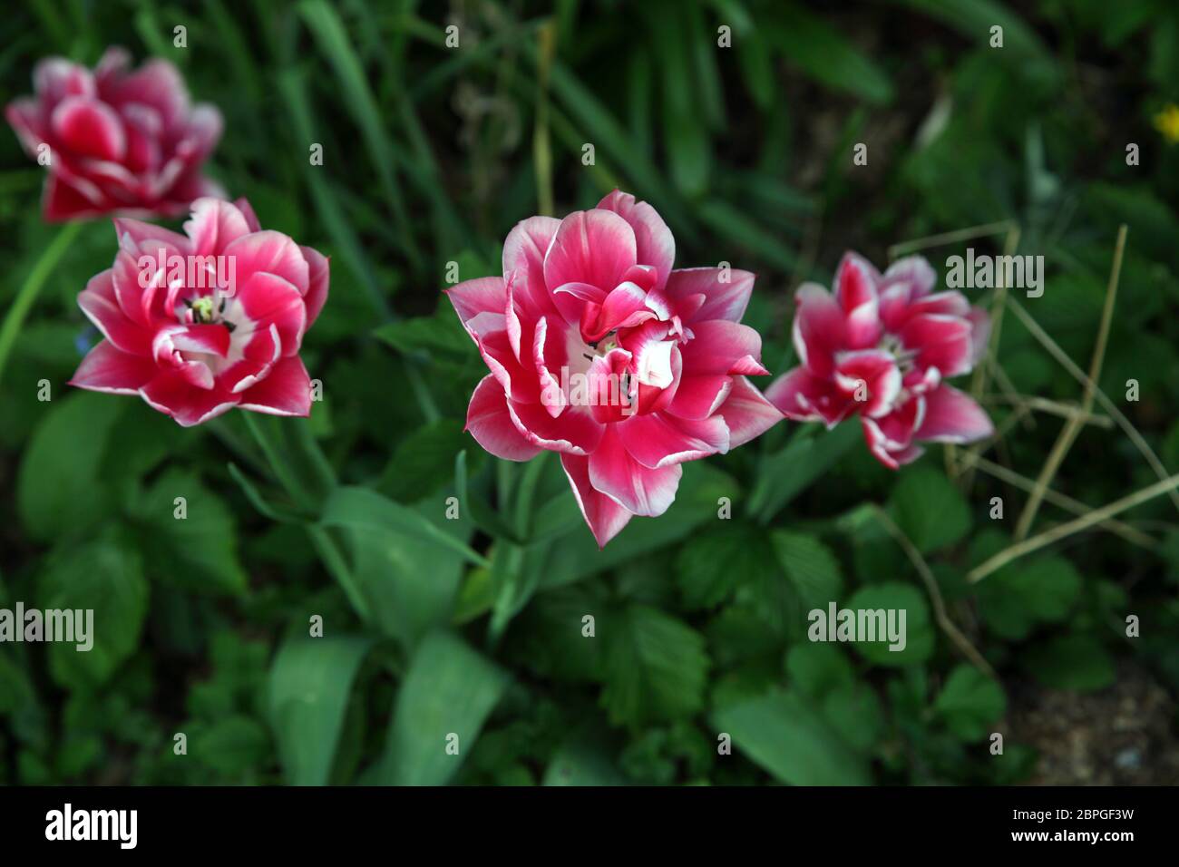 Multi flora hi-res stock photography and images - Alamy