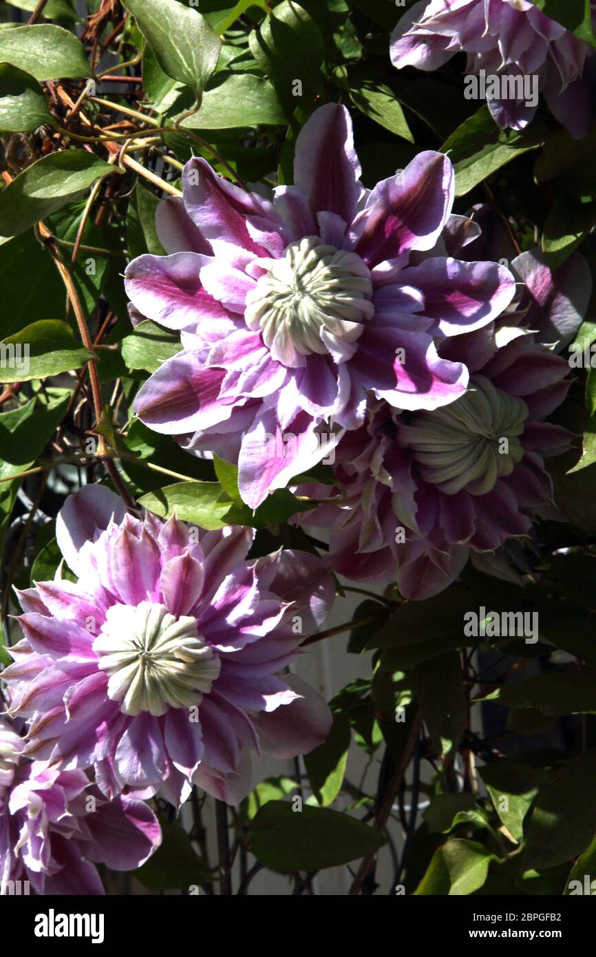 Clematis Josephine climbing plant Stock Photo - Alamy