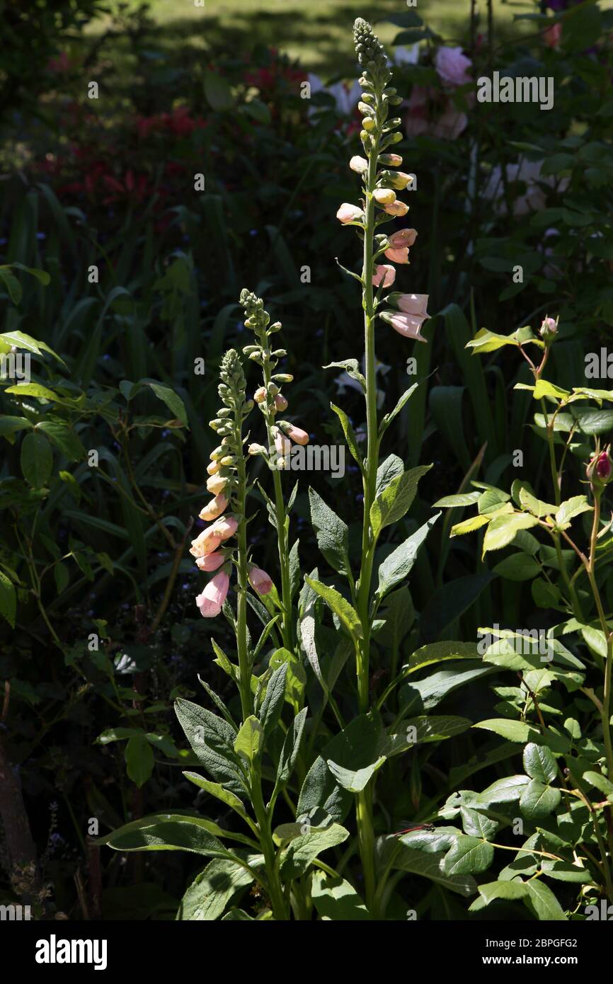 Digitalis flowers hi-res stock photography and images - Alamy