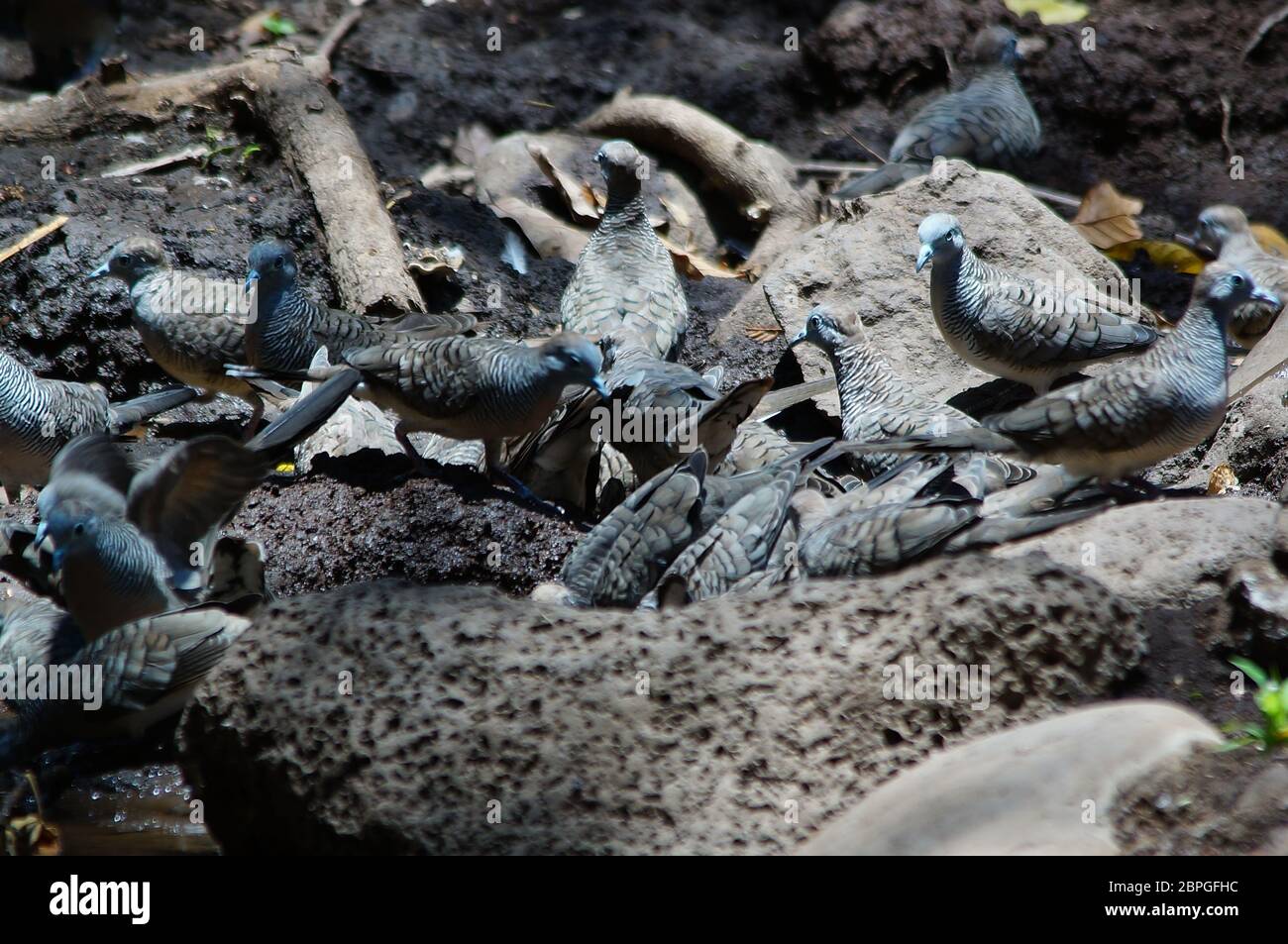 The zebra dove (Geopelia striata) also known as barred ground dove, is ...