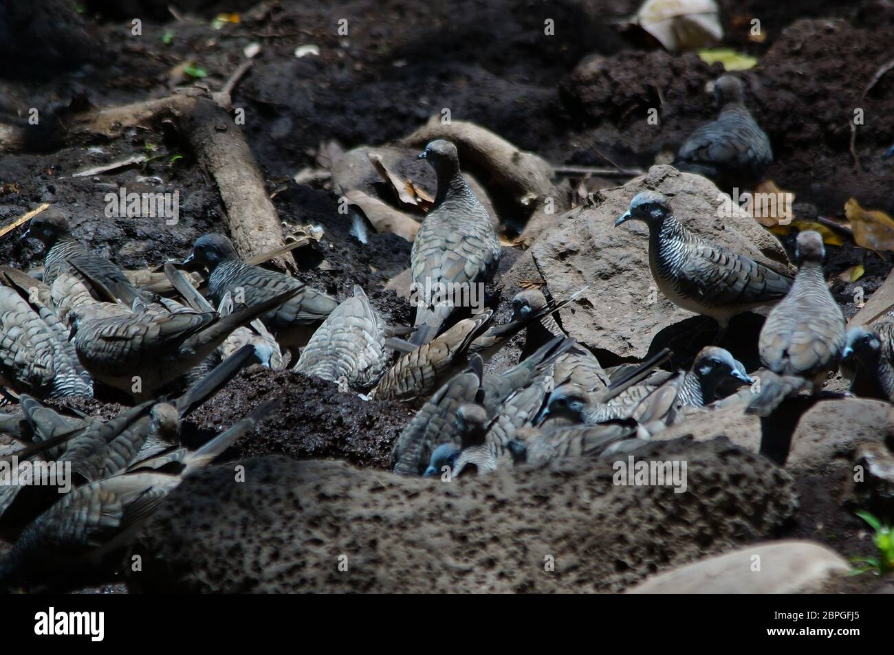 The zebra dove (Geopelia striata) also known as barred ground dove, is ...