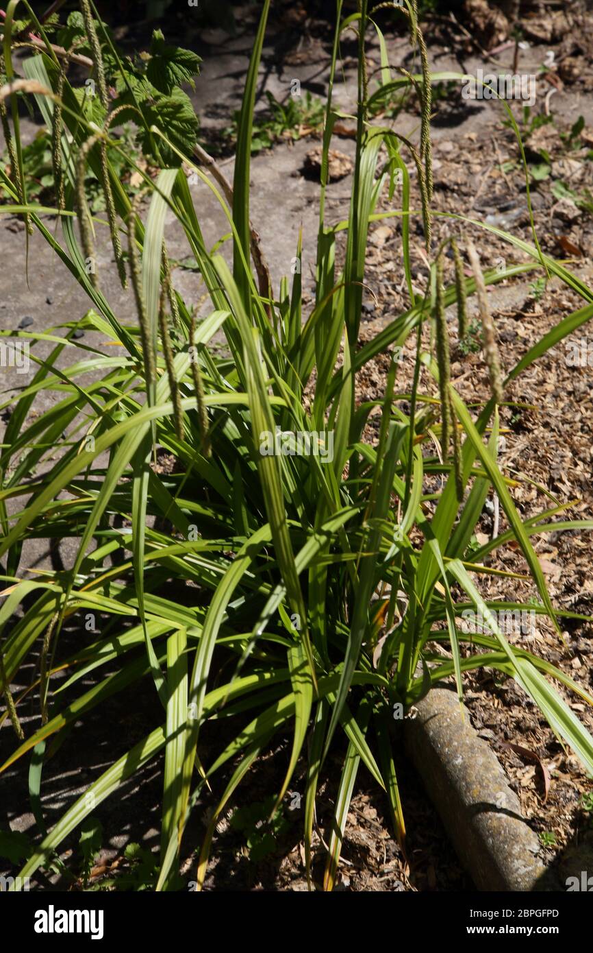 Pendulous sedge (Carex pendula) Flowering grass Native to the UK Stock ...