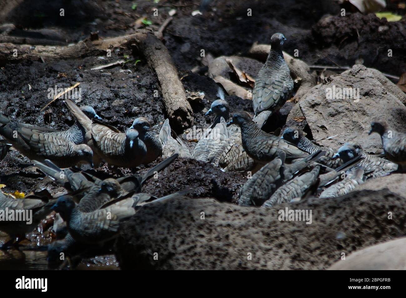 The zebra dove (Geopelia striata) also known as barred ground dove, is ...