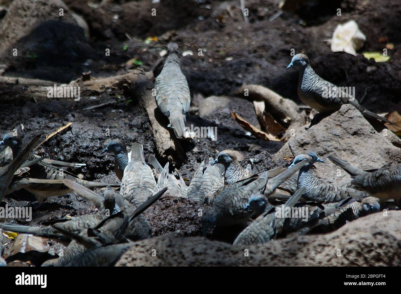 The zebra dove (Geopelia striata) also known as barred ground dove, is ...