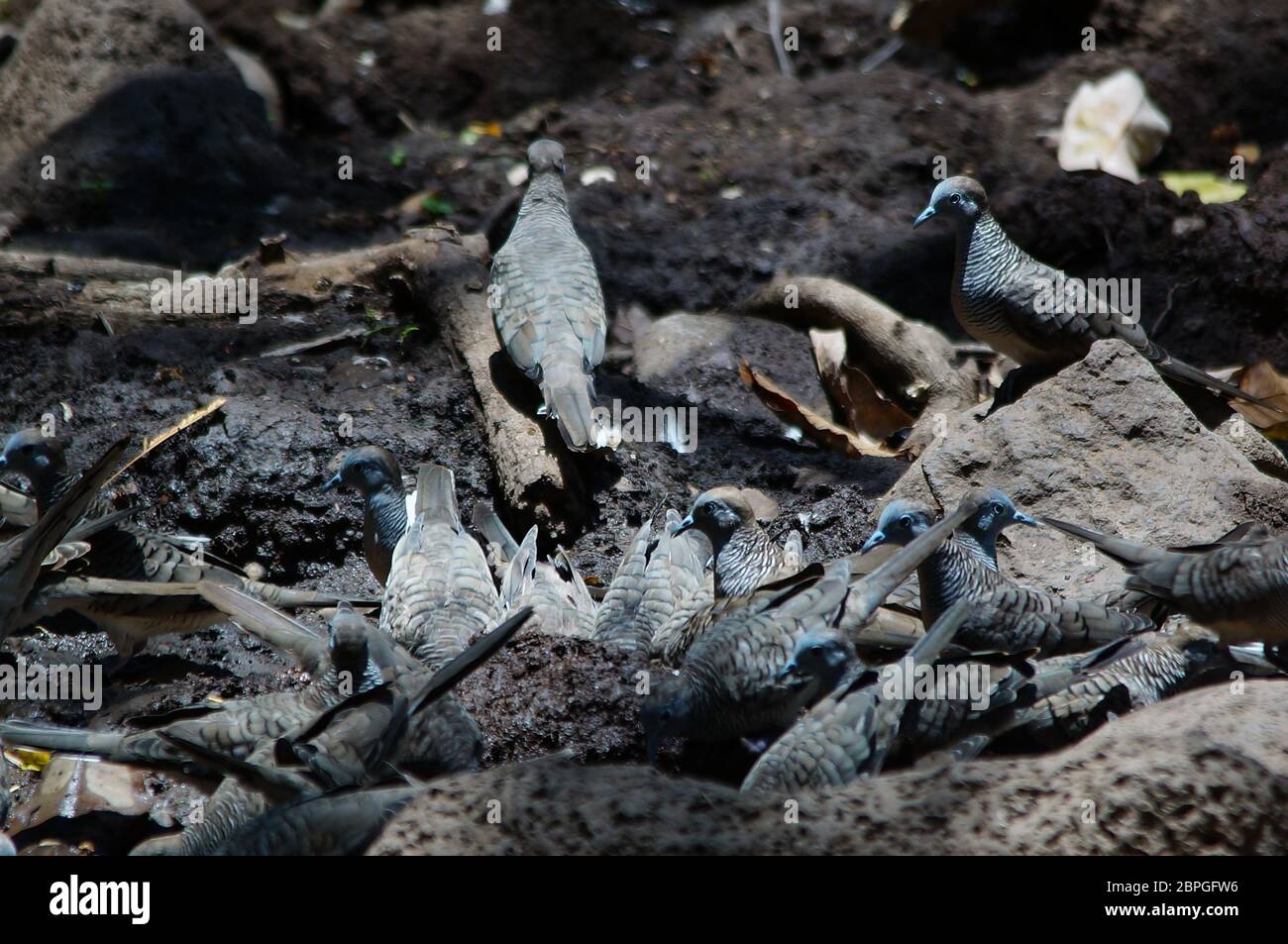 The zebra dove (Geopelia striata) also known as barred ground dove, is ...