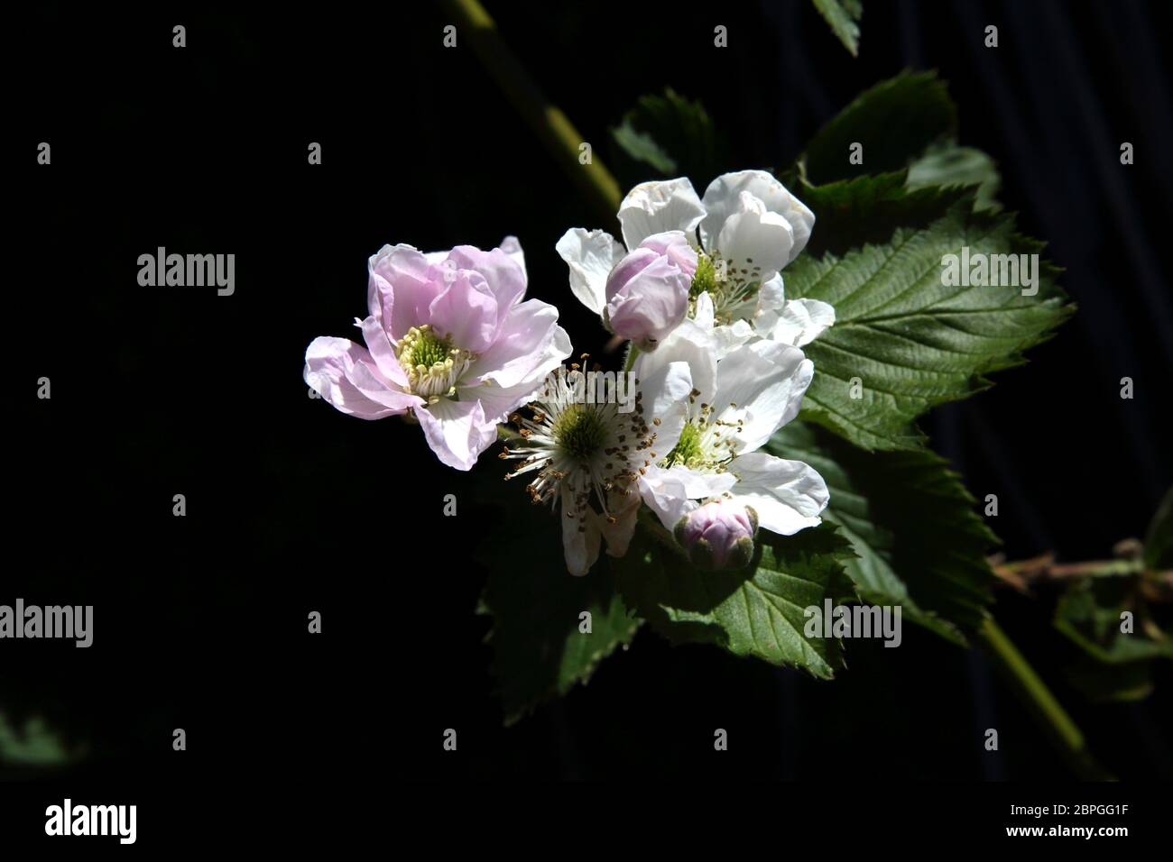 Brambles blossom hi-res stock photography and images - Alamy