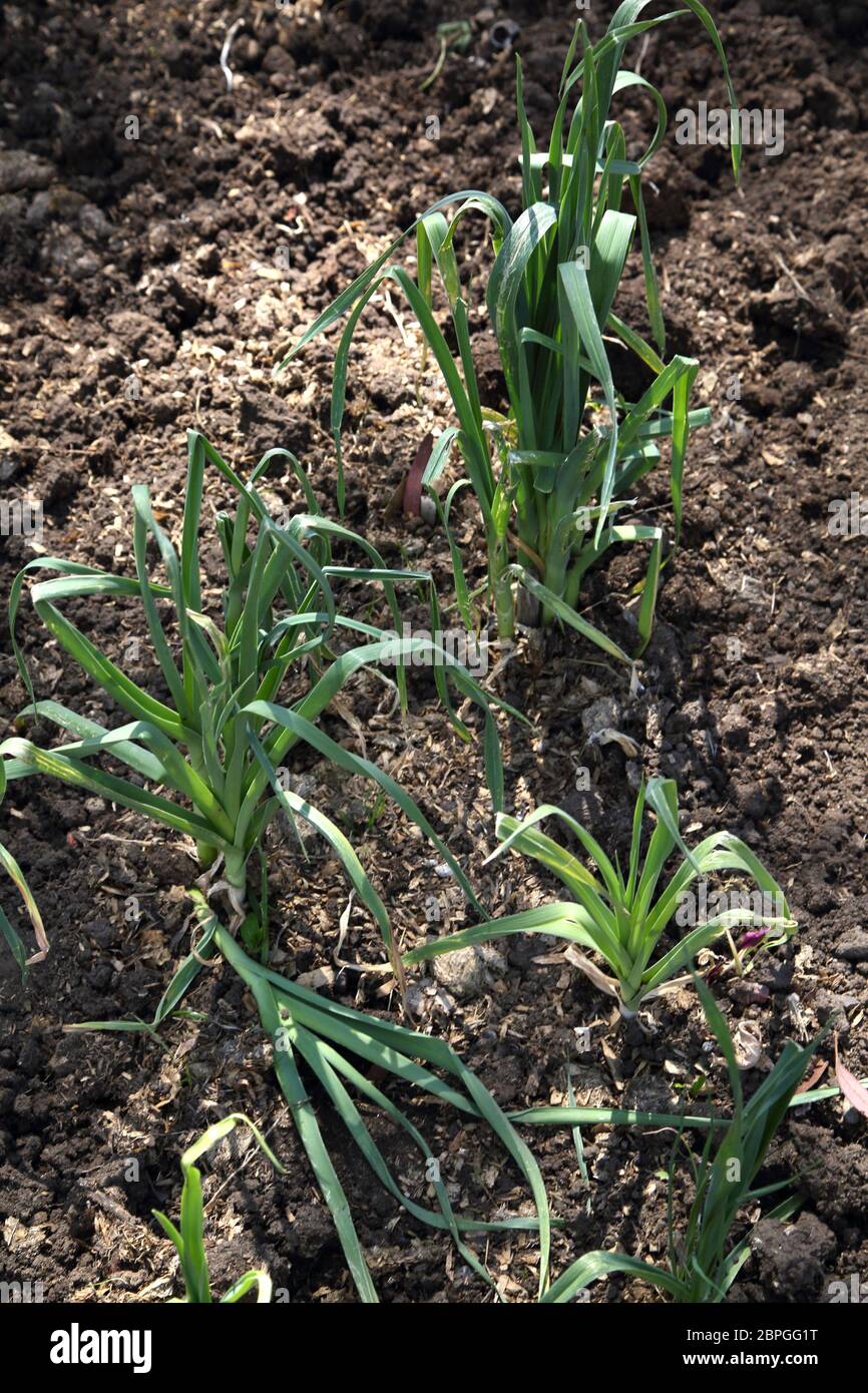 Leeks growing garden hi-res stock photography and images - Alamy