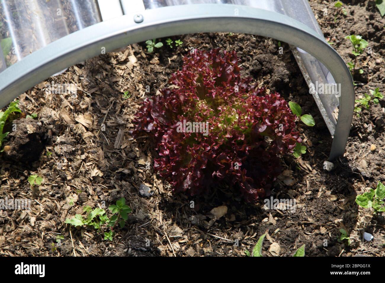 Red Letuce in cloche Stock Photo - Alamy