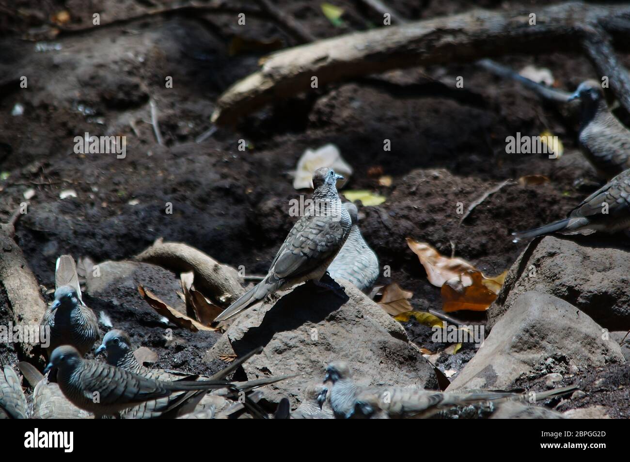 The zebra dove (Geopelia striata) also known as barred ground dove, is ...