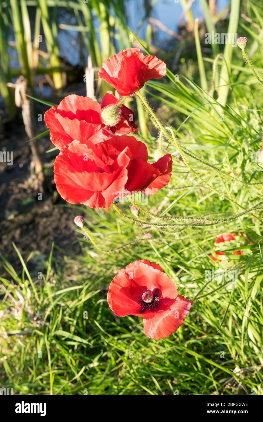 Waterside flowers hi-res stock photography and images - Alamy