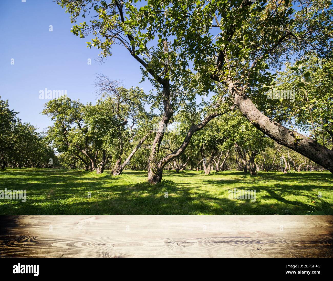 Park forest ecology background. Summer nature landscape Stock Photo - Alamy