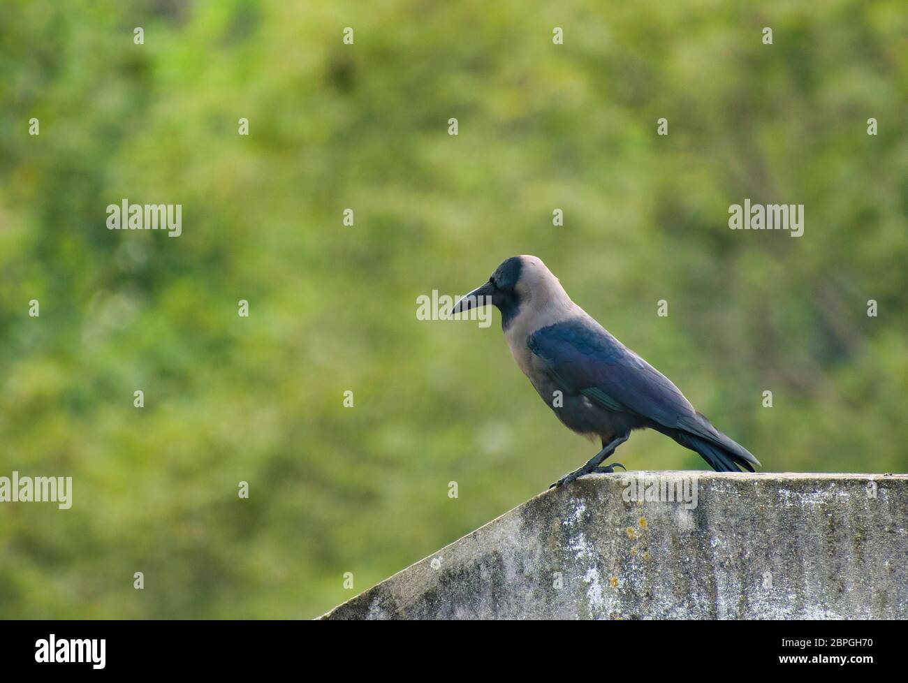Crow flying illustration vintage hi-res stock photography and images ...
