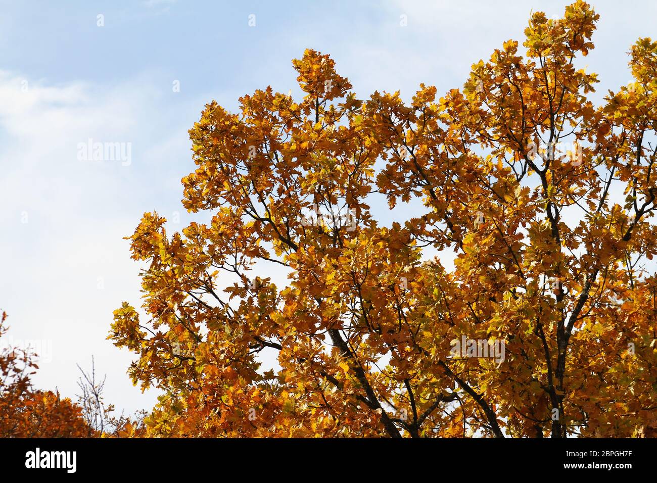 Oak tree seasons four seasons hi-res stock photography and images - Alamy