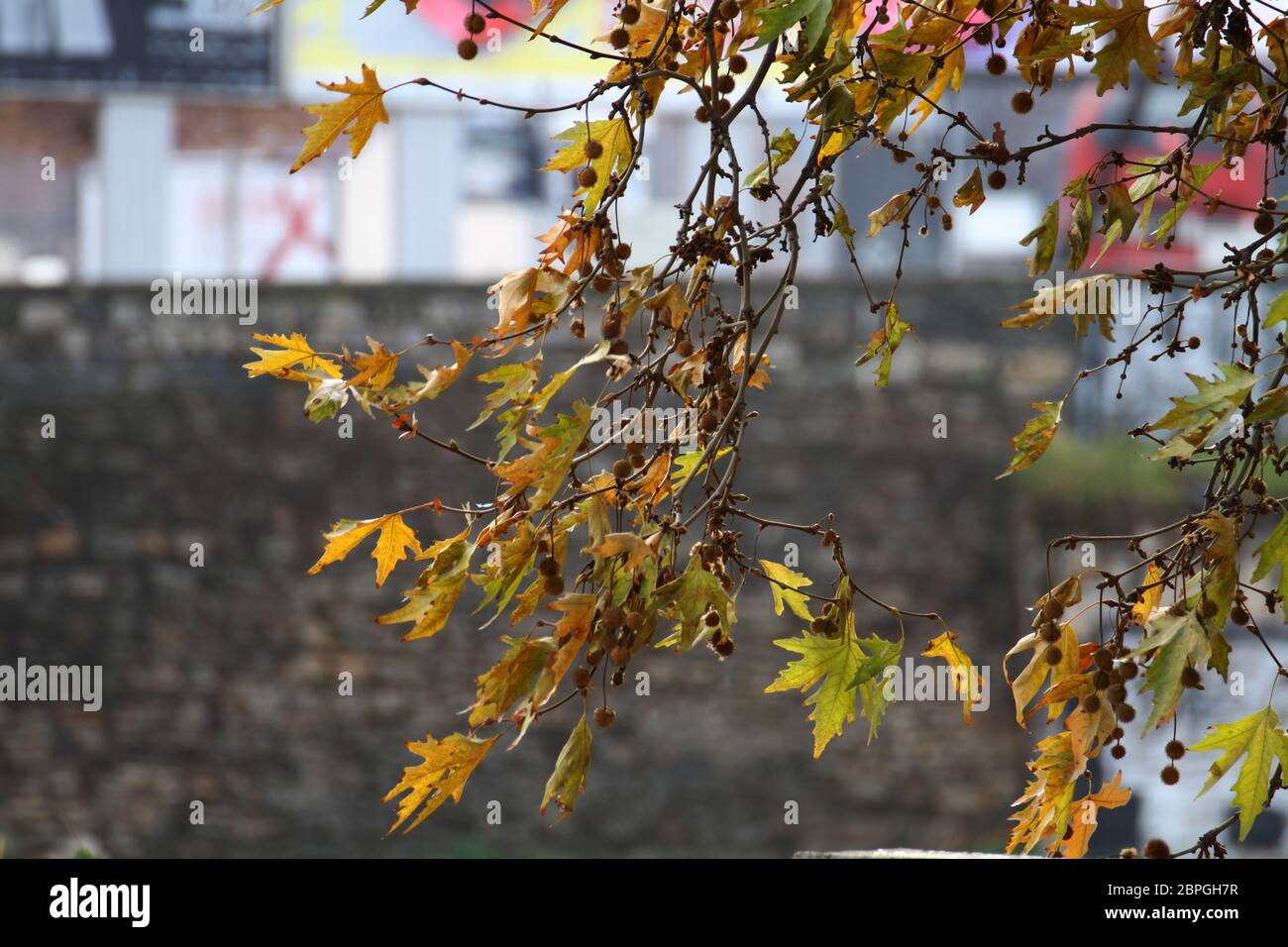 Oak tree seasons four seasons hi-res stock photography and images - Alamy