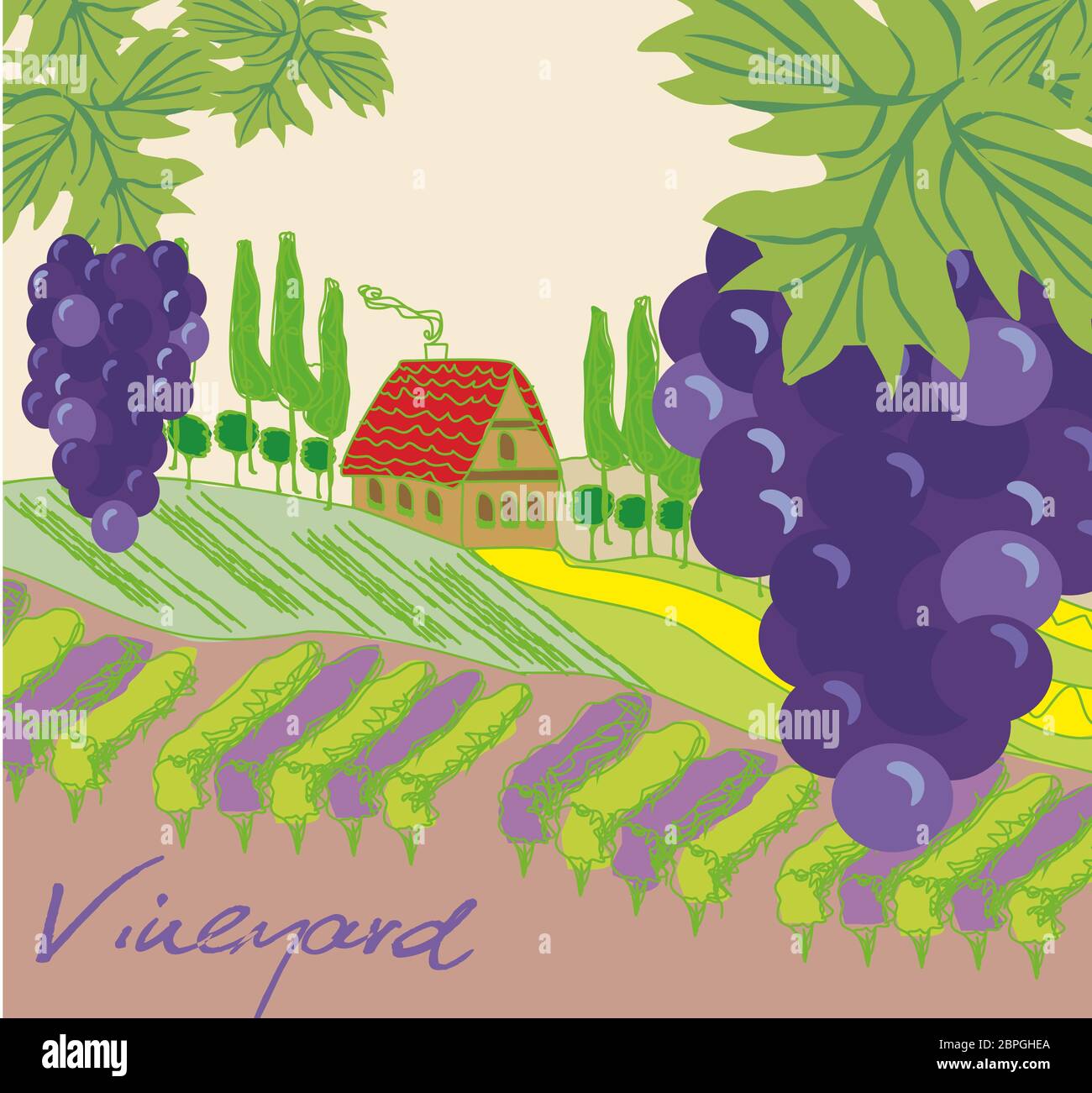 Vector illustration of vineyard Stock Photo - Alamy