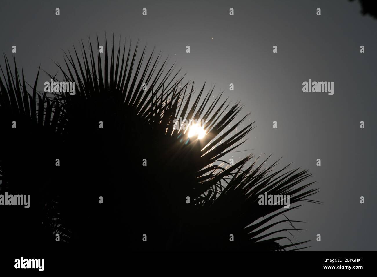 Palm tree sun ray hi-res stock photography and images - Alamy