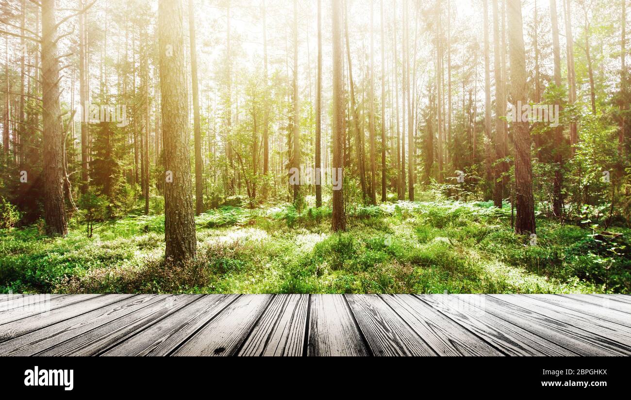 Summer forest sunrise. Plants and trees background Stock Photo - Alamy
