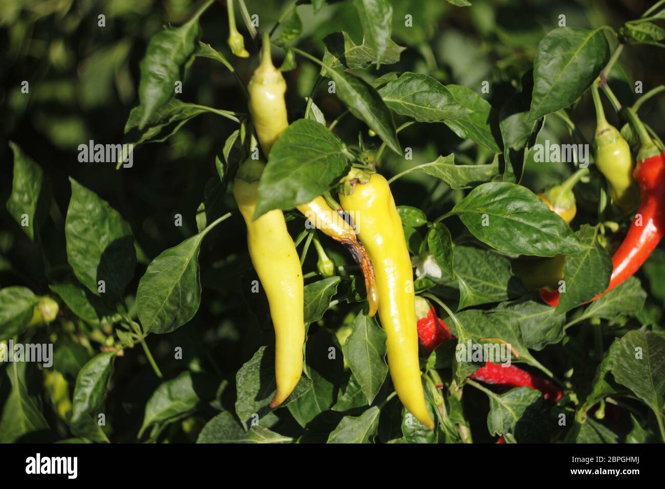natural pepper in the garden Stock Photo - Alamy