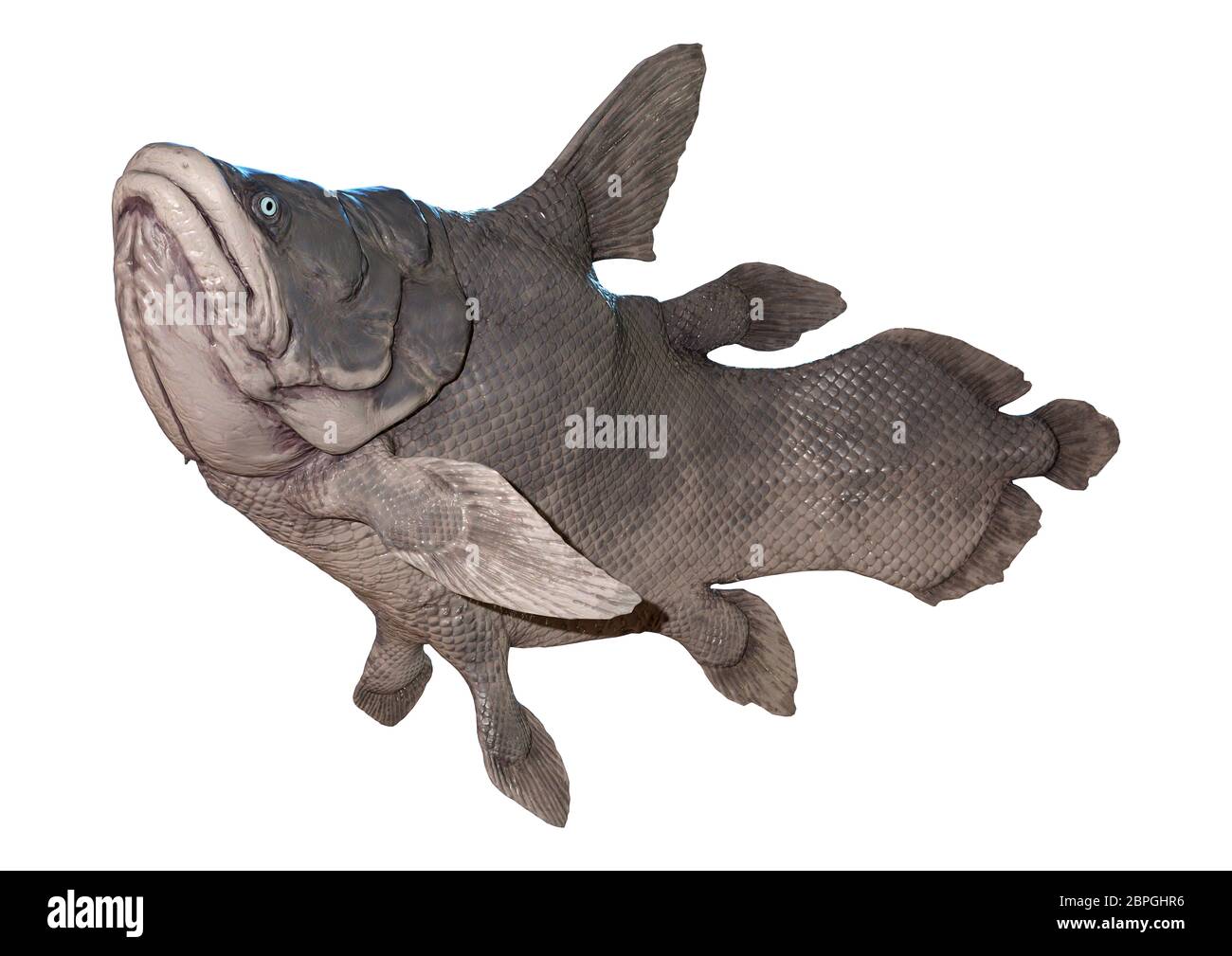 3D rendering of a Mawsonia, an extinct genus of prehistoric coelacanth ...