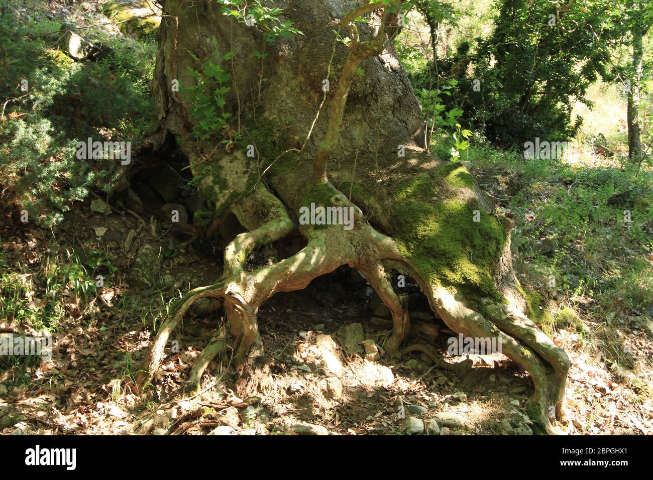 Old solitary oak tree hi-res stock photography and images - Alamy