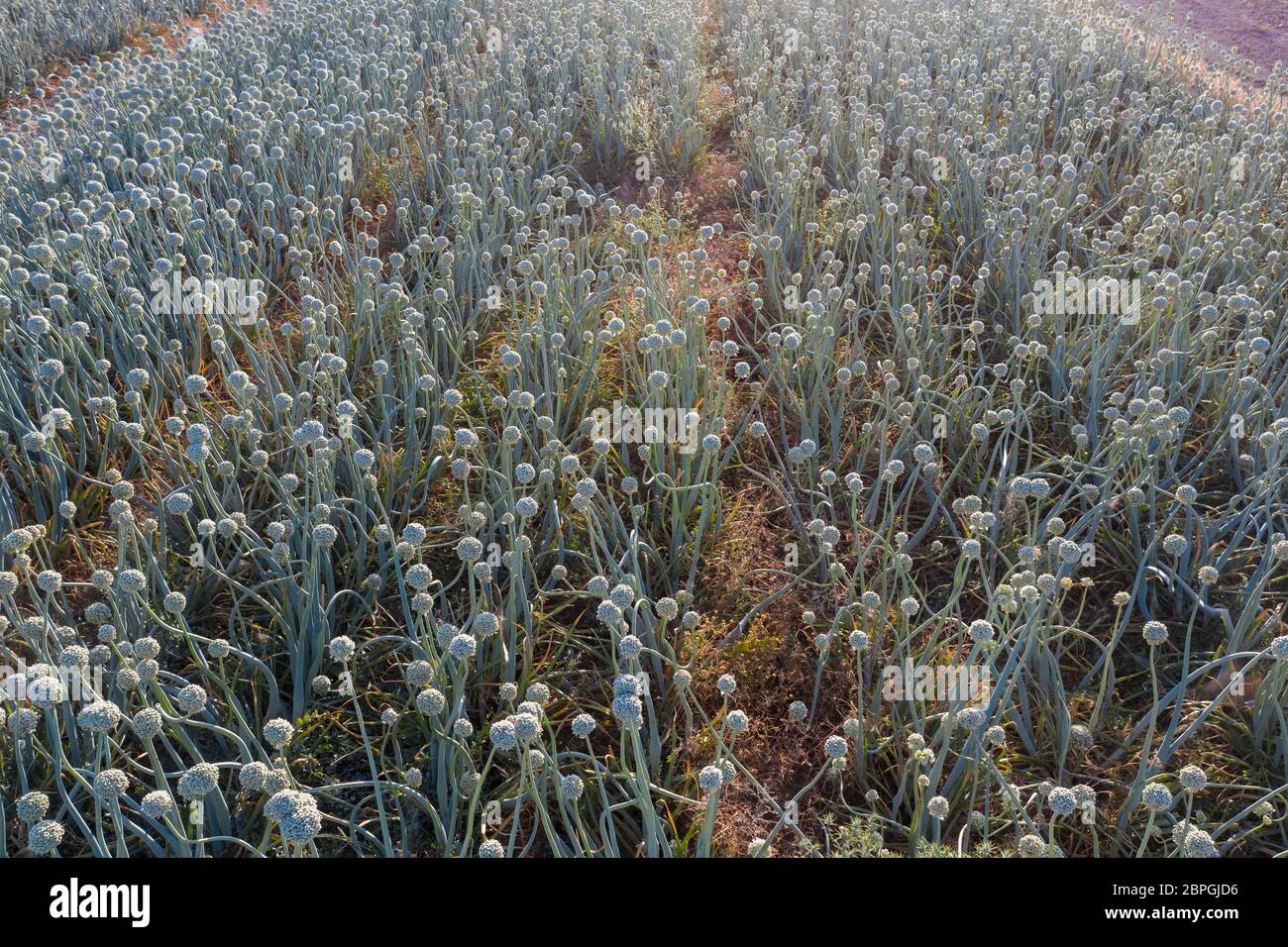 High angle of green Spanish onions growing and blooming on farm on ...