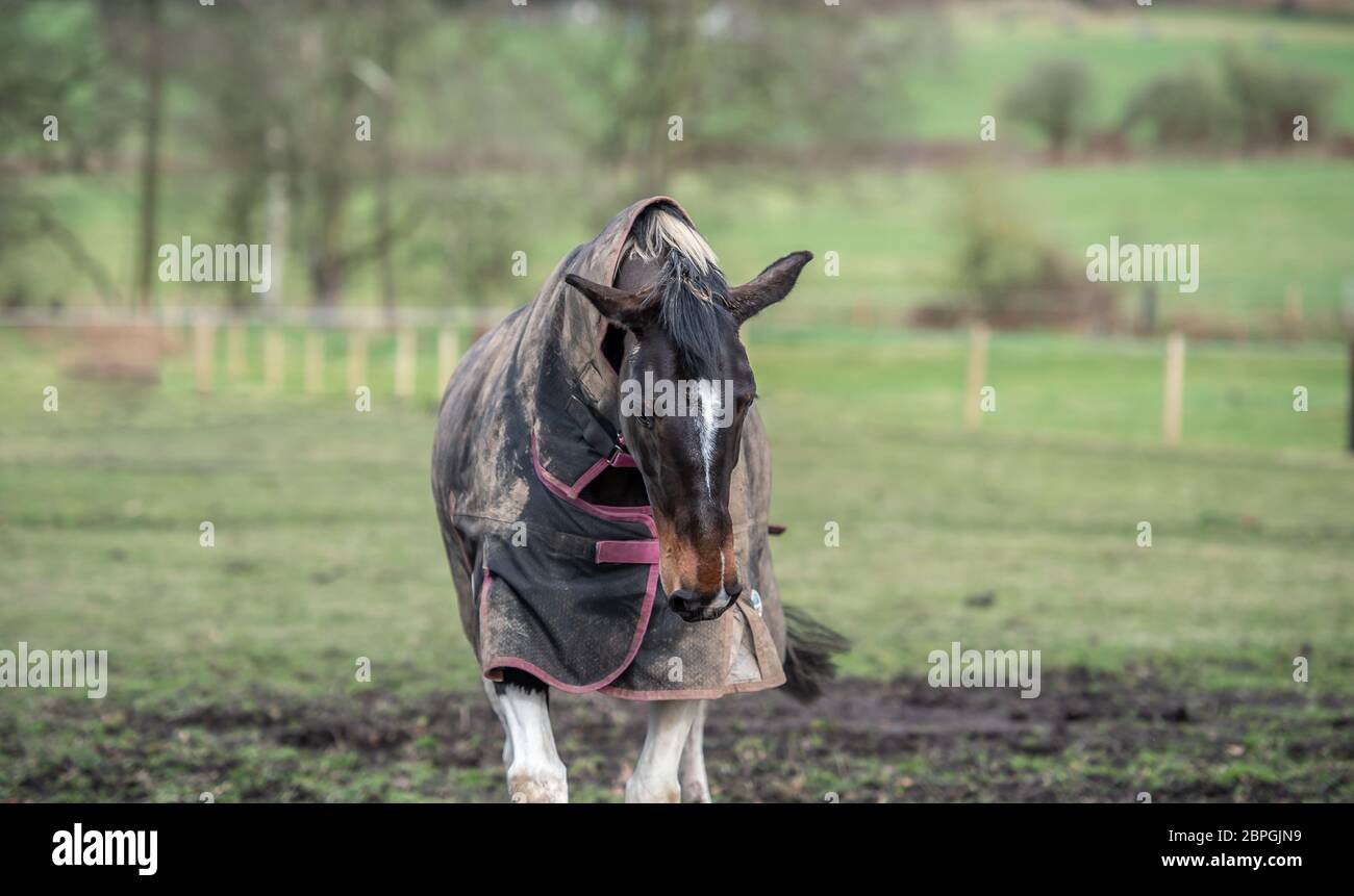 Horse arching neck Stock Photo - Alamy