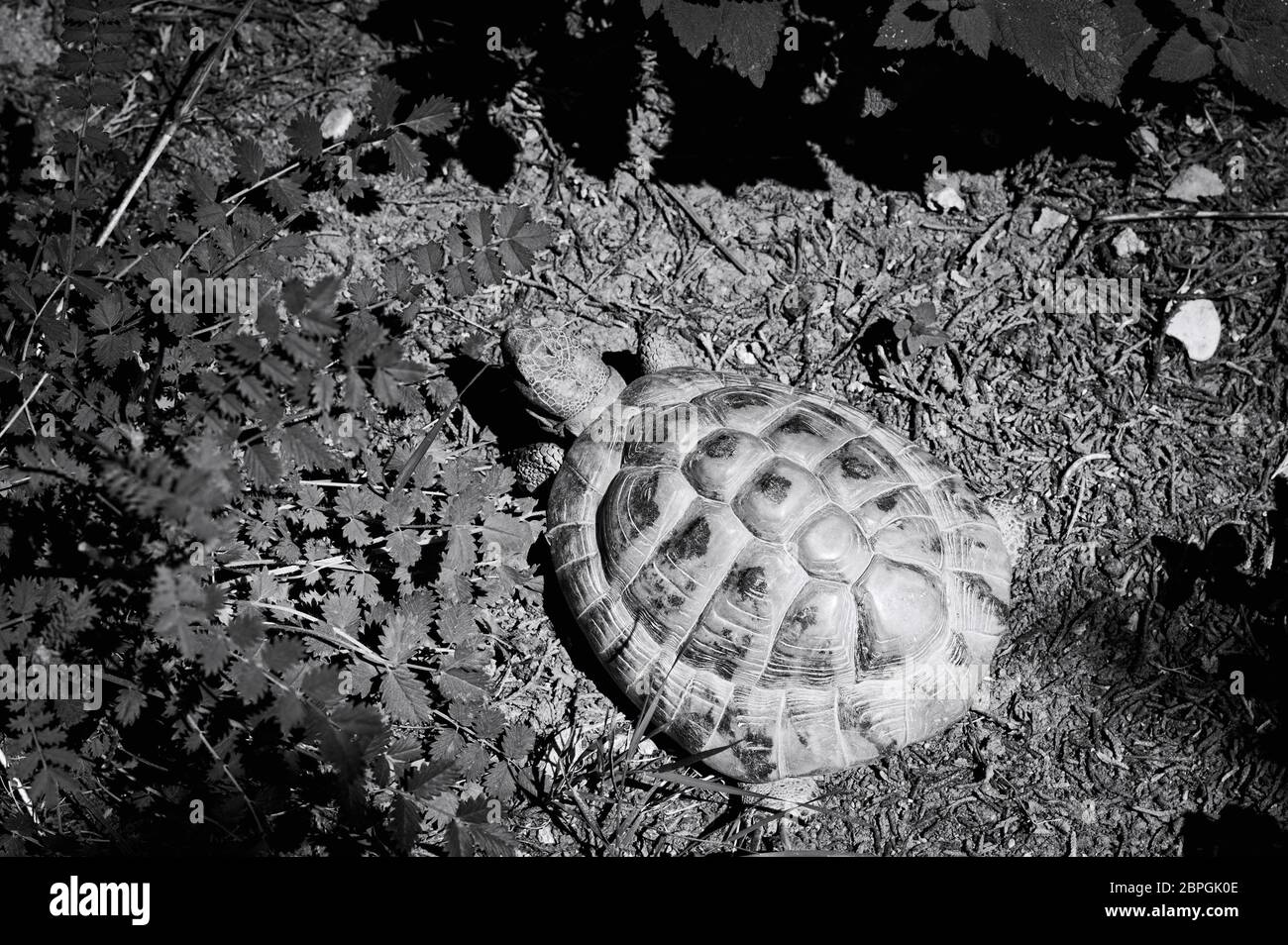 Paw of a turtle hi-res stock photography and images - Alamy