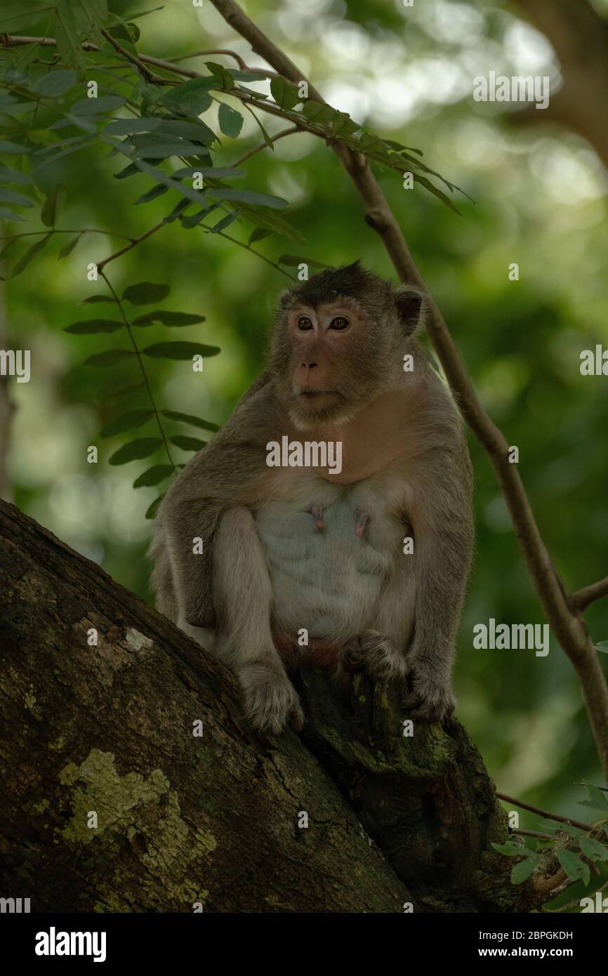 Long-tailed macaque sits in shadows on branch Stock Photo - Alamy
