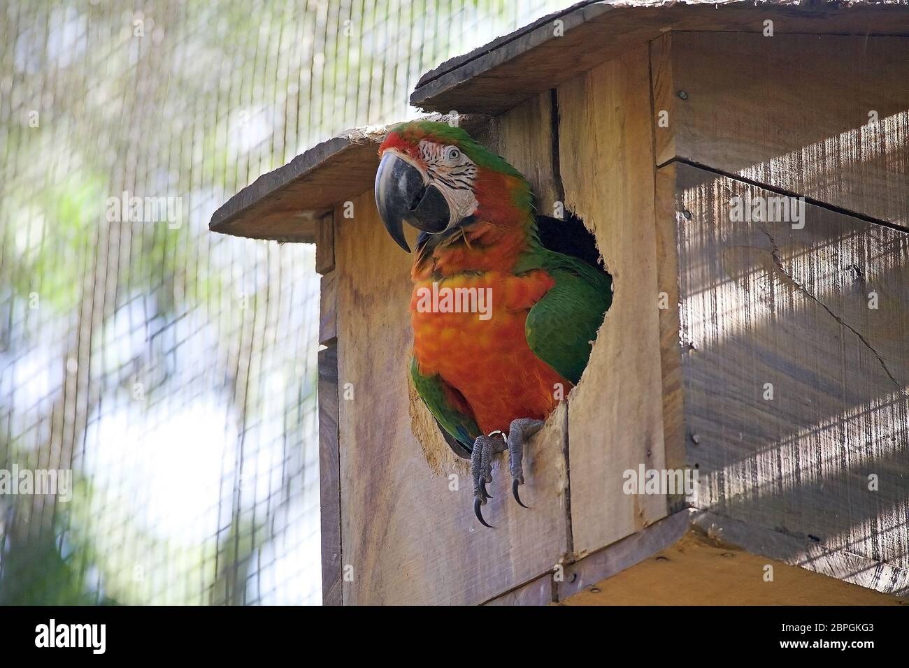 Ara genus hi-res stock photography and images - Alamy