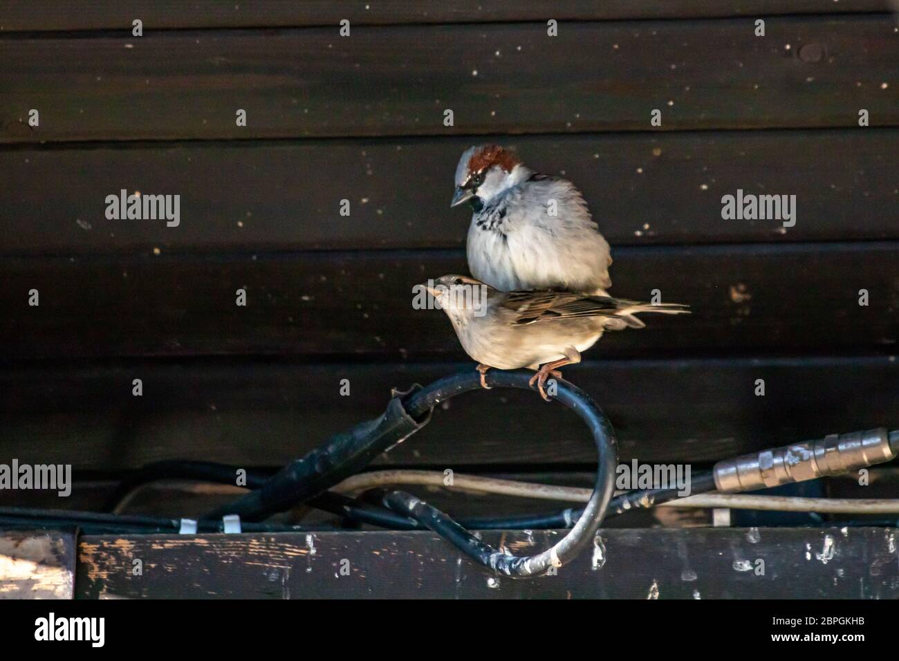 House sparrow mating hi-res stock photography and images - Alamy