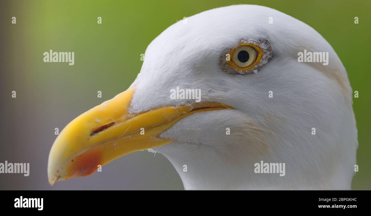 Predator of birds hi-res stock photography and images - Alamy