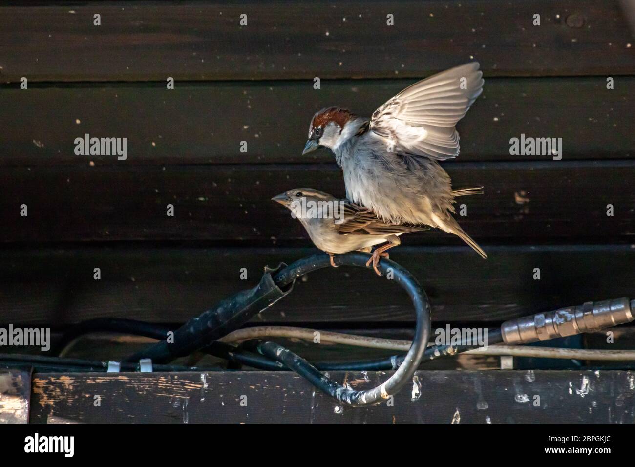 House Sparrow Mating High Resolution Stock Photography and Images - Alamy