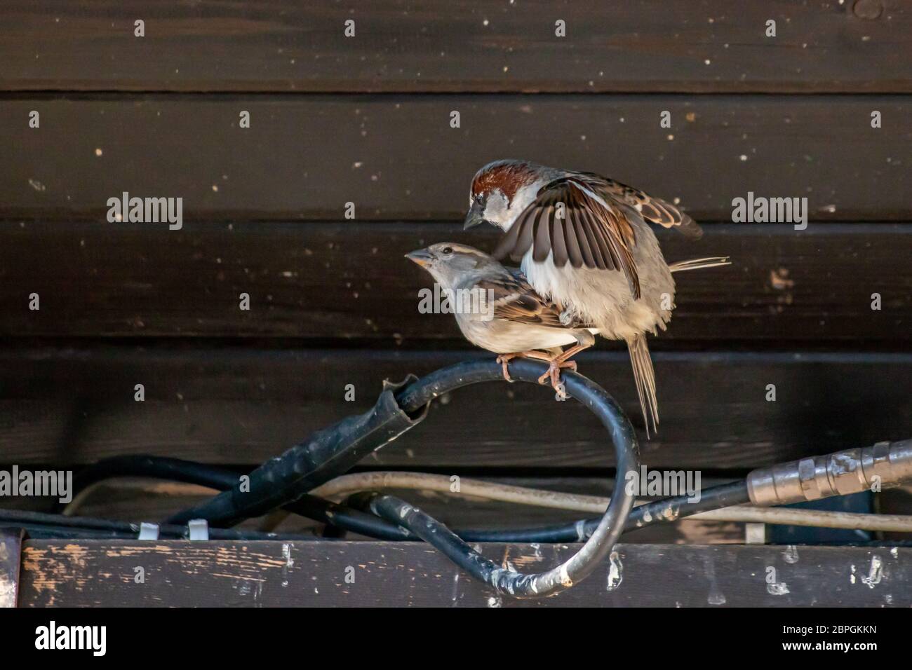 House sparrow mating hi-res stock photography and images - Alamy