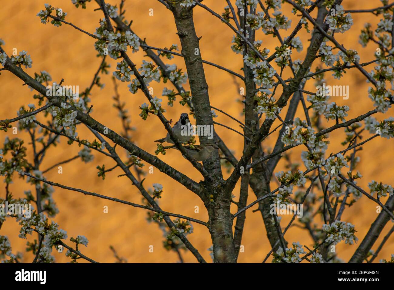 House sparrow mating on blossoming tree Stock Photo - Alamy