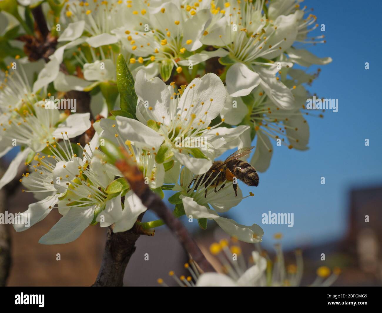 Bee fruit tree hi-res stock photography and images - Alamy