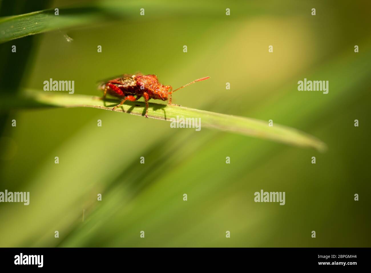 red bug on grass Stock Photo - Alamy