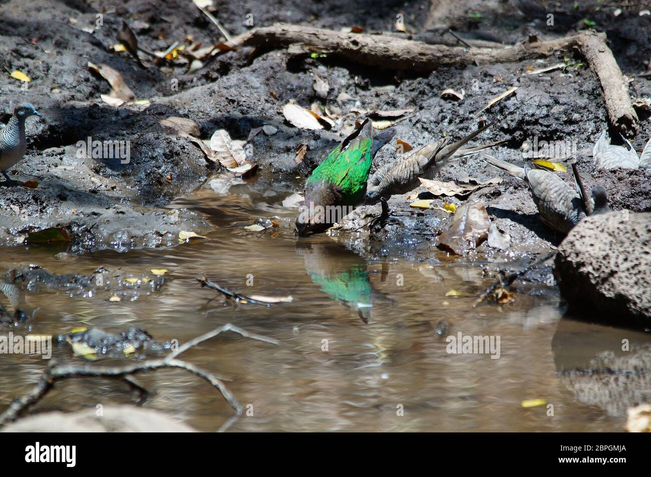 common emerald dove is looking for food in puddles Stock Photo - Alamy