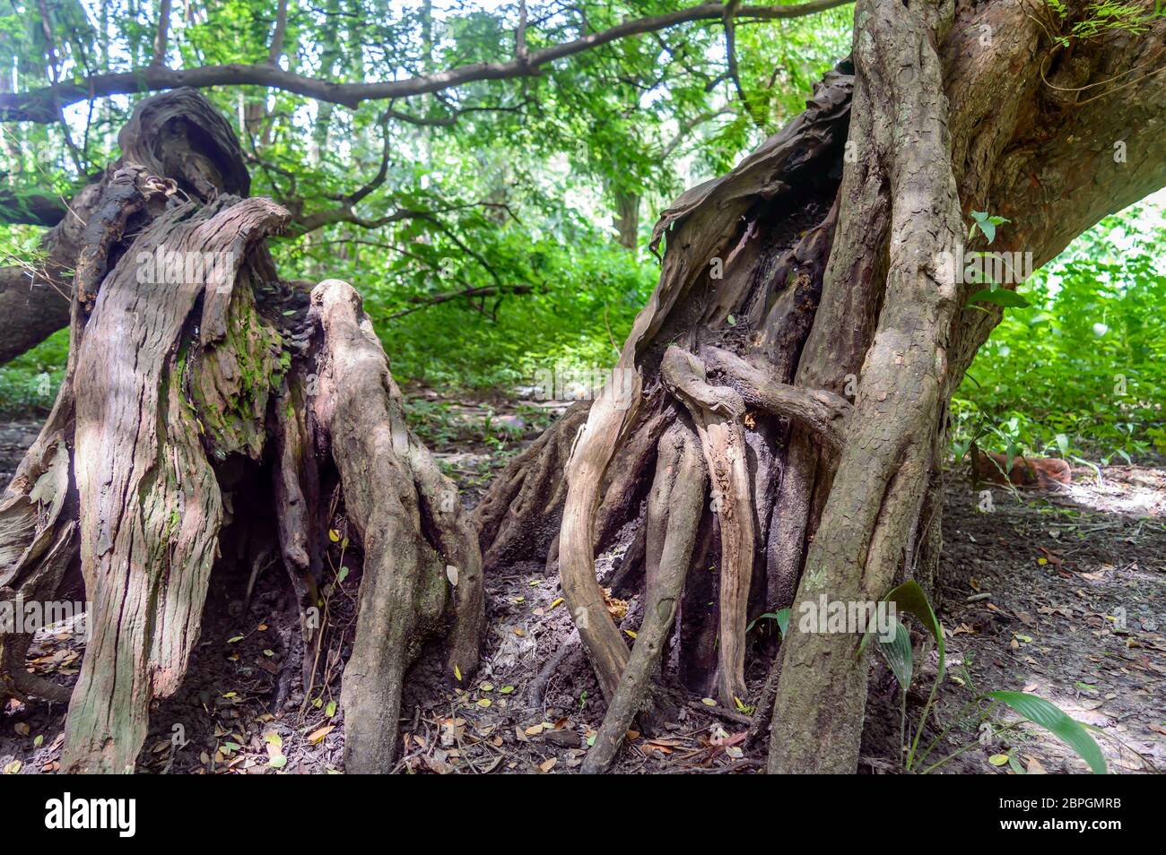 The root of the tree in the forest. Big old tree trunk Stock Photo - Alamy